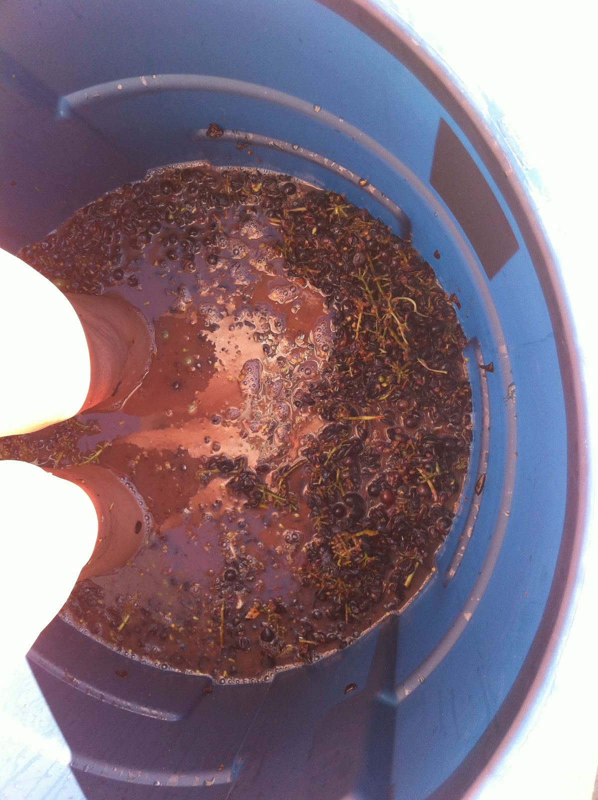 Chef Luciano Cibelli: Grapes - Barrel - Stomping... Let the wine begin ...