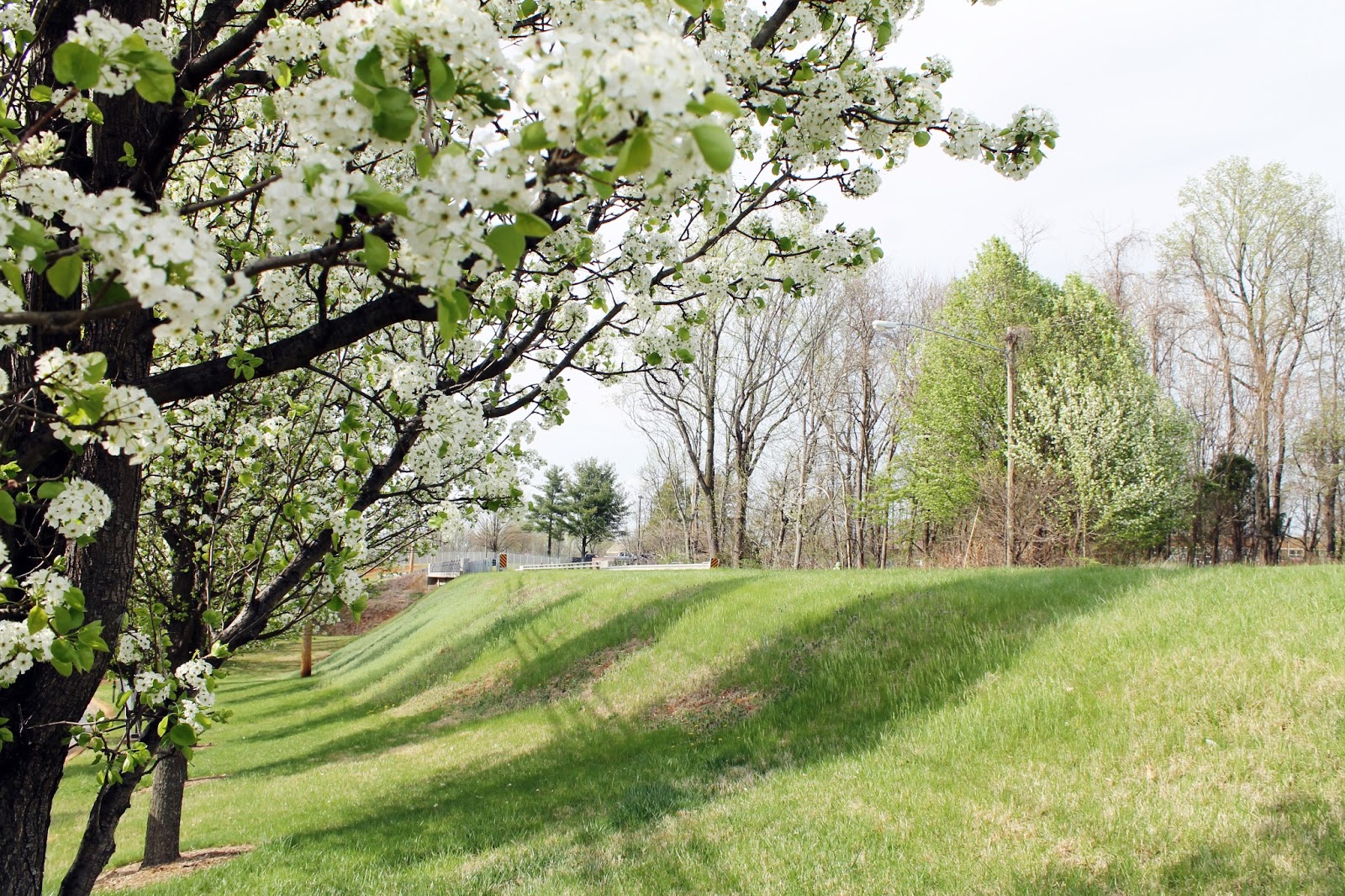 Voguish At Best: signs of spring