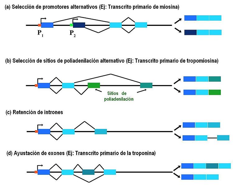 BIOLOGIA MOLECULAR: TAREA