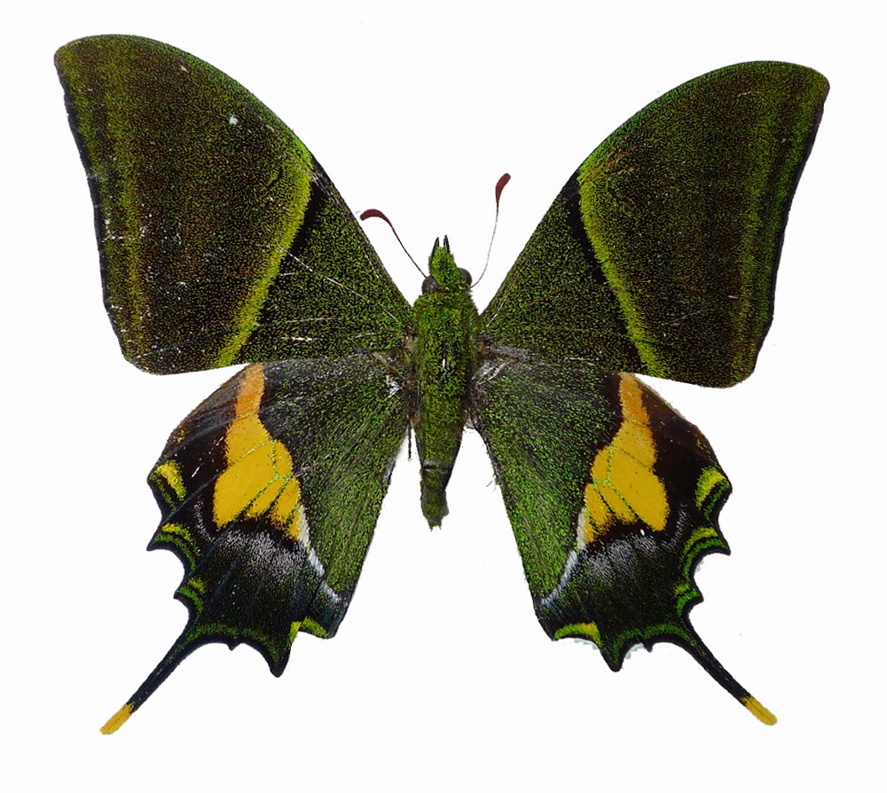 Teinopalpus imperialis - Alchetron, The Free Social Encyclopedia