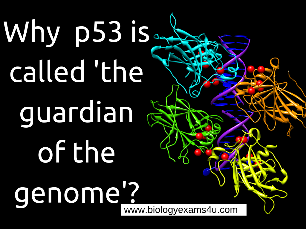 p53 'Guardian of the Genome' and 'Policeman of the Oncogenes'