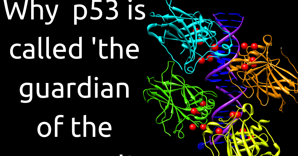 p53 'Guardian of the Genome' and 'Policeman of the Oncogenes' ~ Biology ...