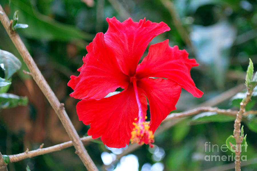 Euro Kids- Ashiana Nagar: Flowers