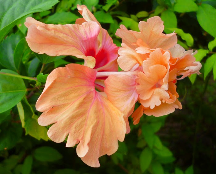 Hibiscus Double-Hibiscus x double (Hybrid)-Wada mala (orange) | SL Flora