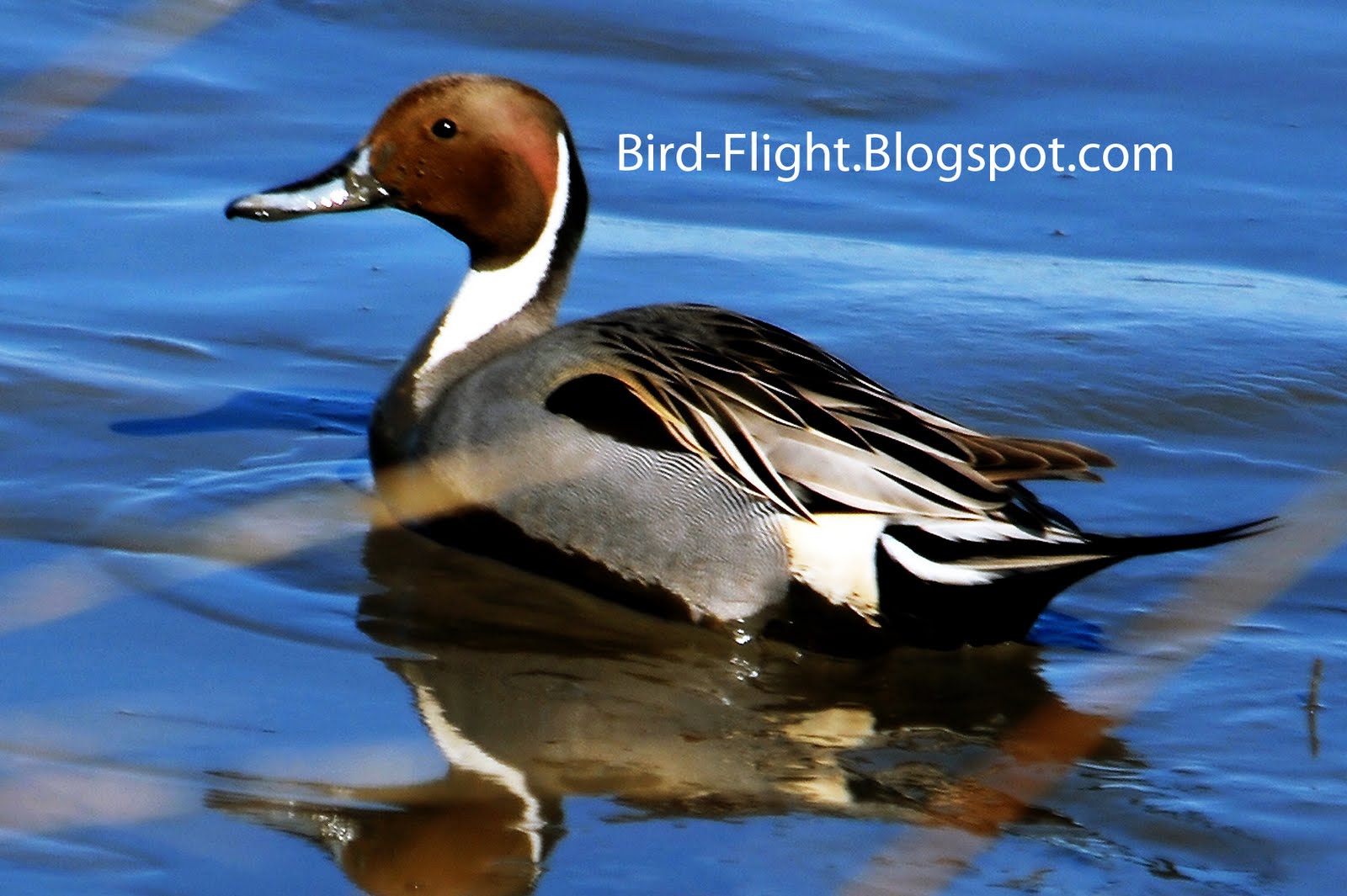 Bird Flight: Northern Pintail