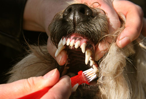 HD Animals: healthy dog teeth
