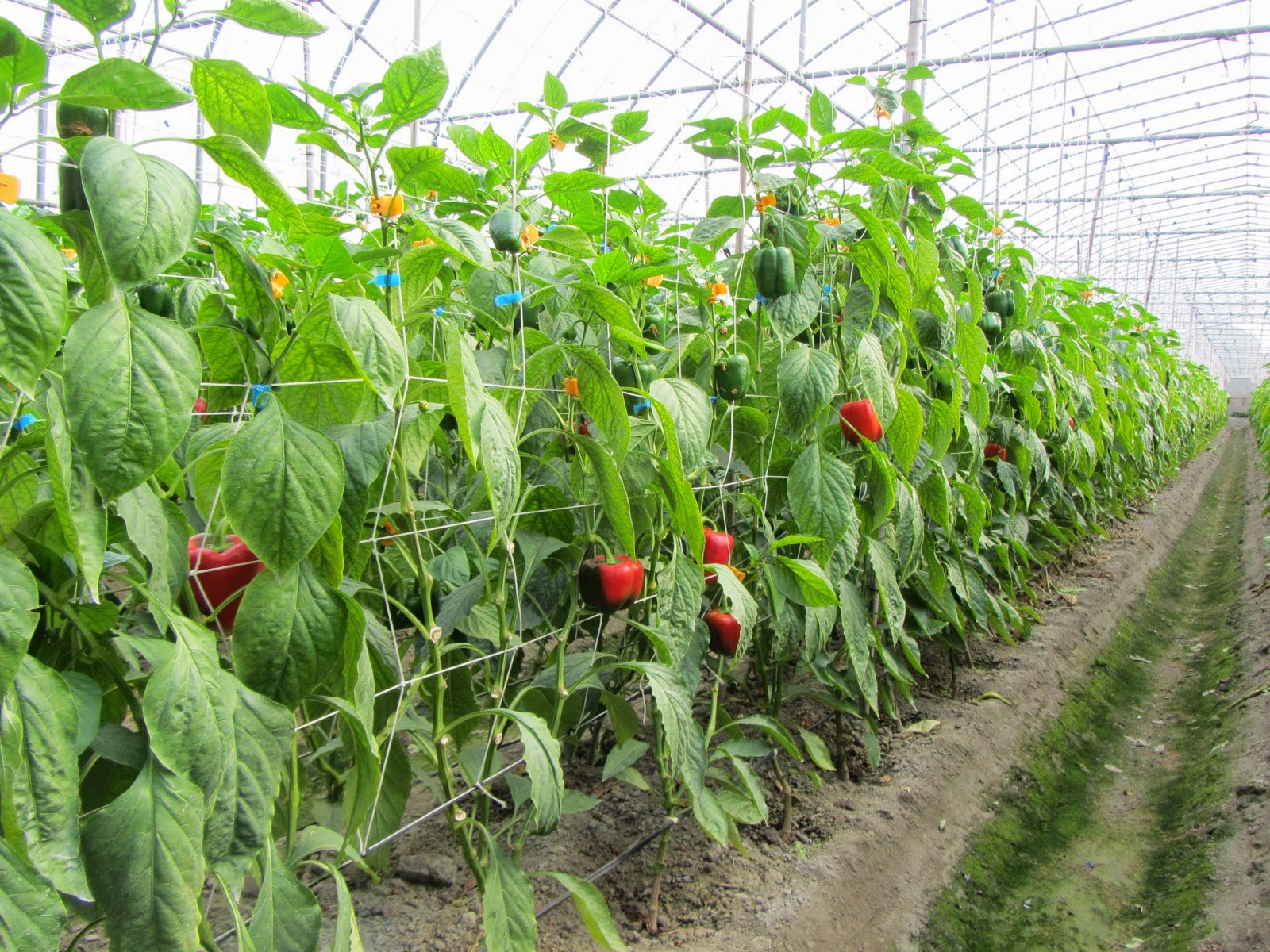 Estudiando Agricultura en Taiwán: Pimiento morrón (1) — estructuras de ...