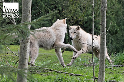 Meet the zoo’s wolf pack