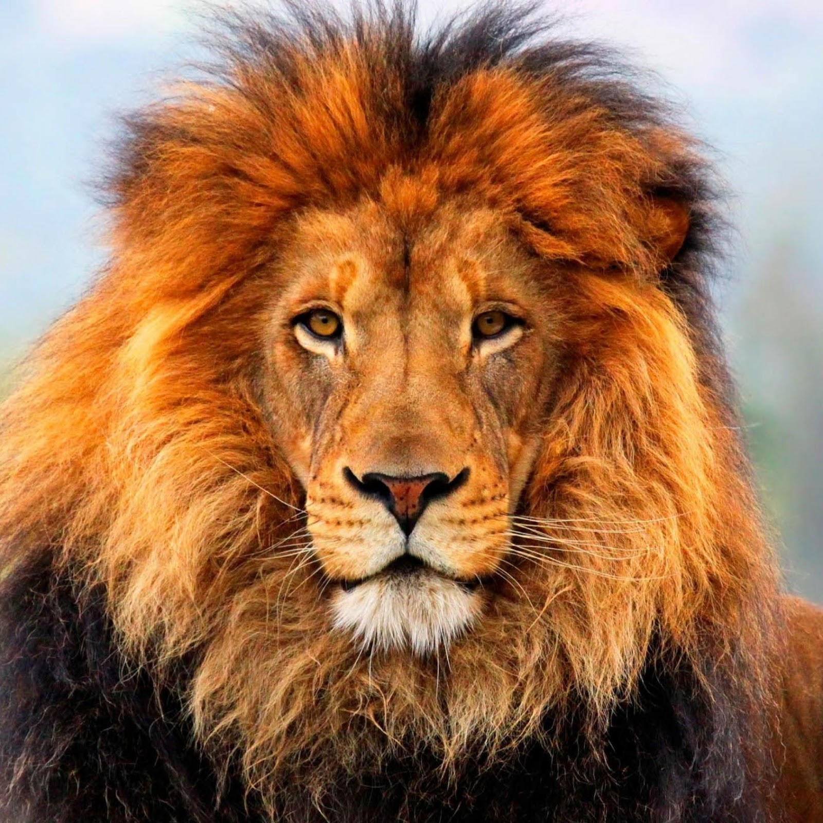Animal Pictures Amazing Facts About Wild Animals animal-pictures-amazing-facts-about-wild-animals