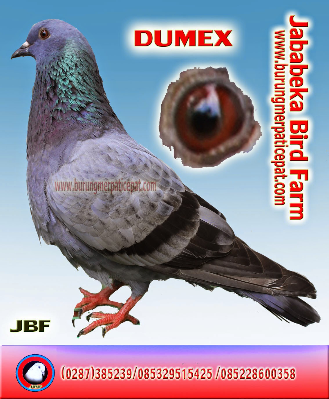 (0287) 382807 / 085228600358 / 085329515425 Jual burung Merpati ...