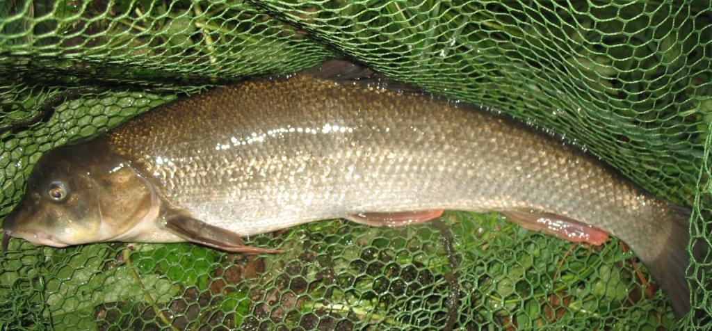 Fishes Images: Barbel
