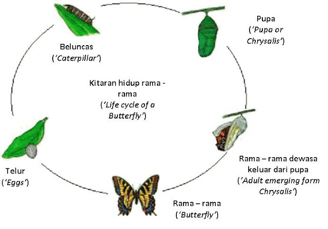 PUSAT SUMBER ILMU: Sains : Perubahan Rupa Haiwan Ketika Membesar