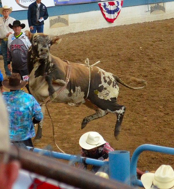 Random Images from a Nightowl: Xtreme Bulls Reno, NV 2011 Reno Rodeo