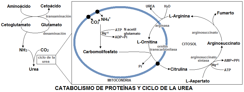 Resúmenes de bioquímica: Metabolismo: Ciclo de la Urea