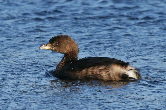 View from the Cape: Red-necked Grebes - and other things