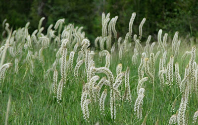 Aletris farinosa ague kökü unikorn boynozu faydaları yan etkileri ...