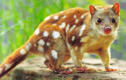 Quoll