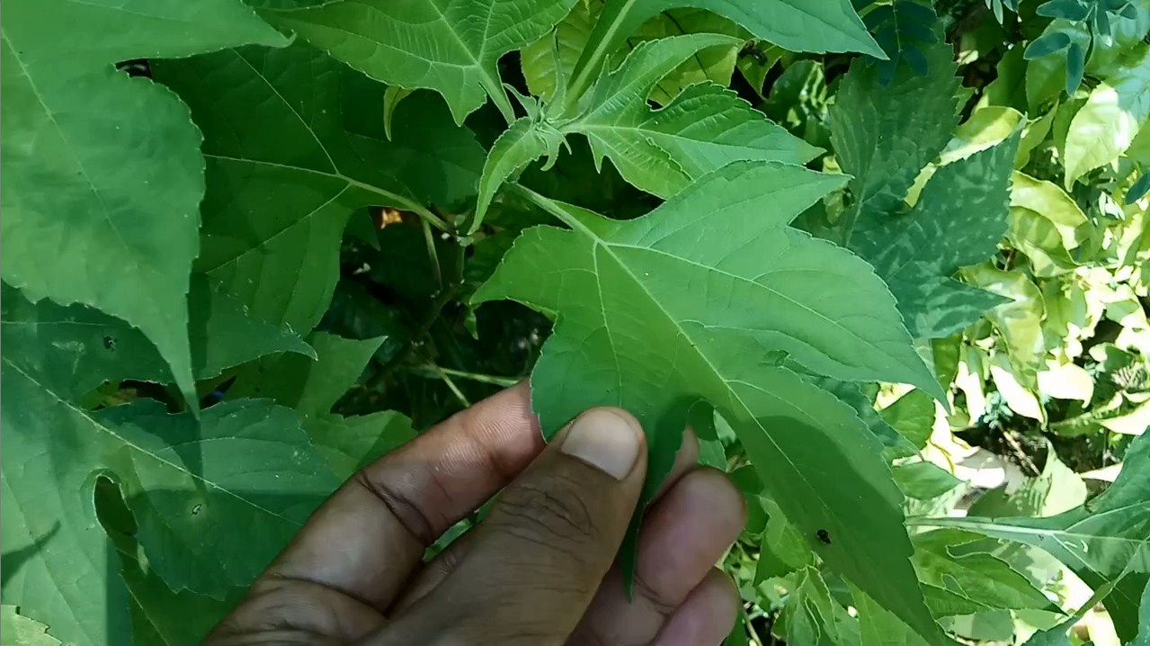 Daun Insulin - Tithonia diversifolia - Mexican Sunflower - Back to Nature