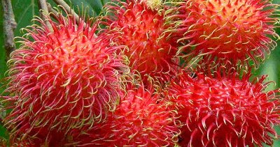 Panduan dan Cara Menanam Rambutan Agar Cepat Berbuah - Rumah Petani