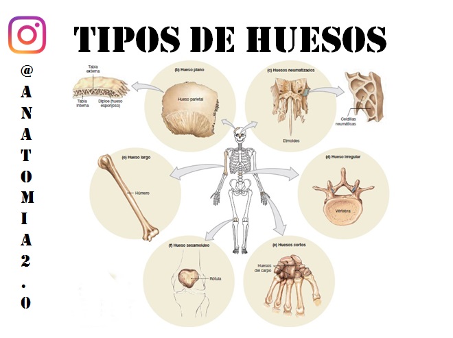 Anatomia
