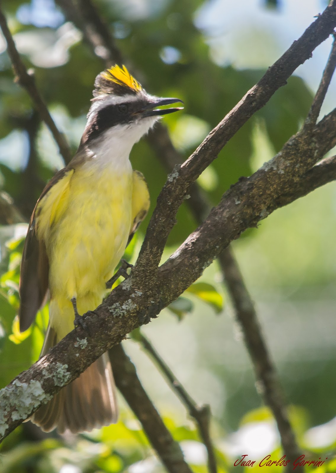 Aves Rosario de la Frontera Salta: Benteveo común, alias "bicho feo ...
