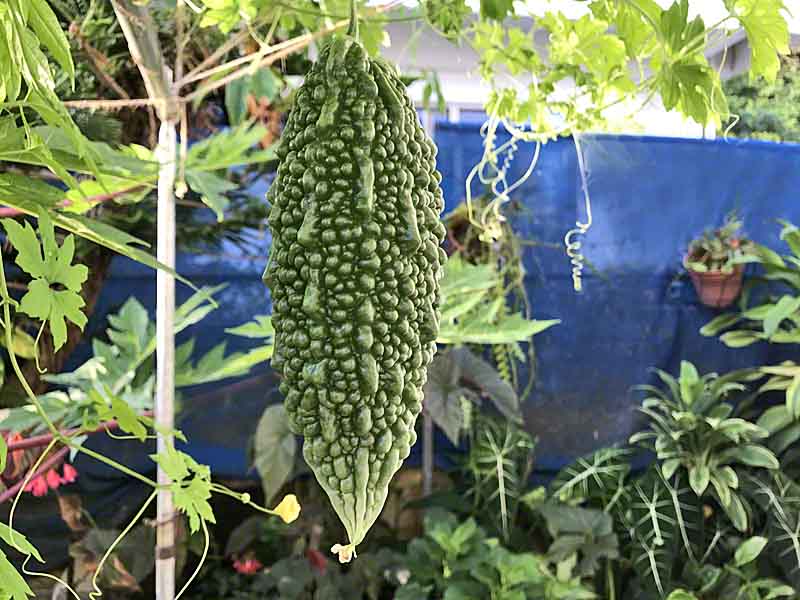 Ryukyu Life: Plant Photo: Goya or Bitter Melon