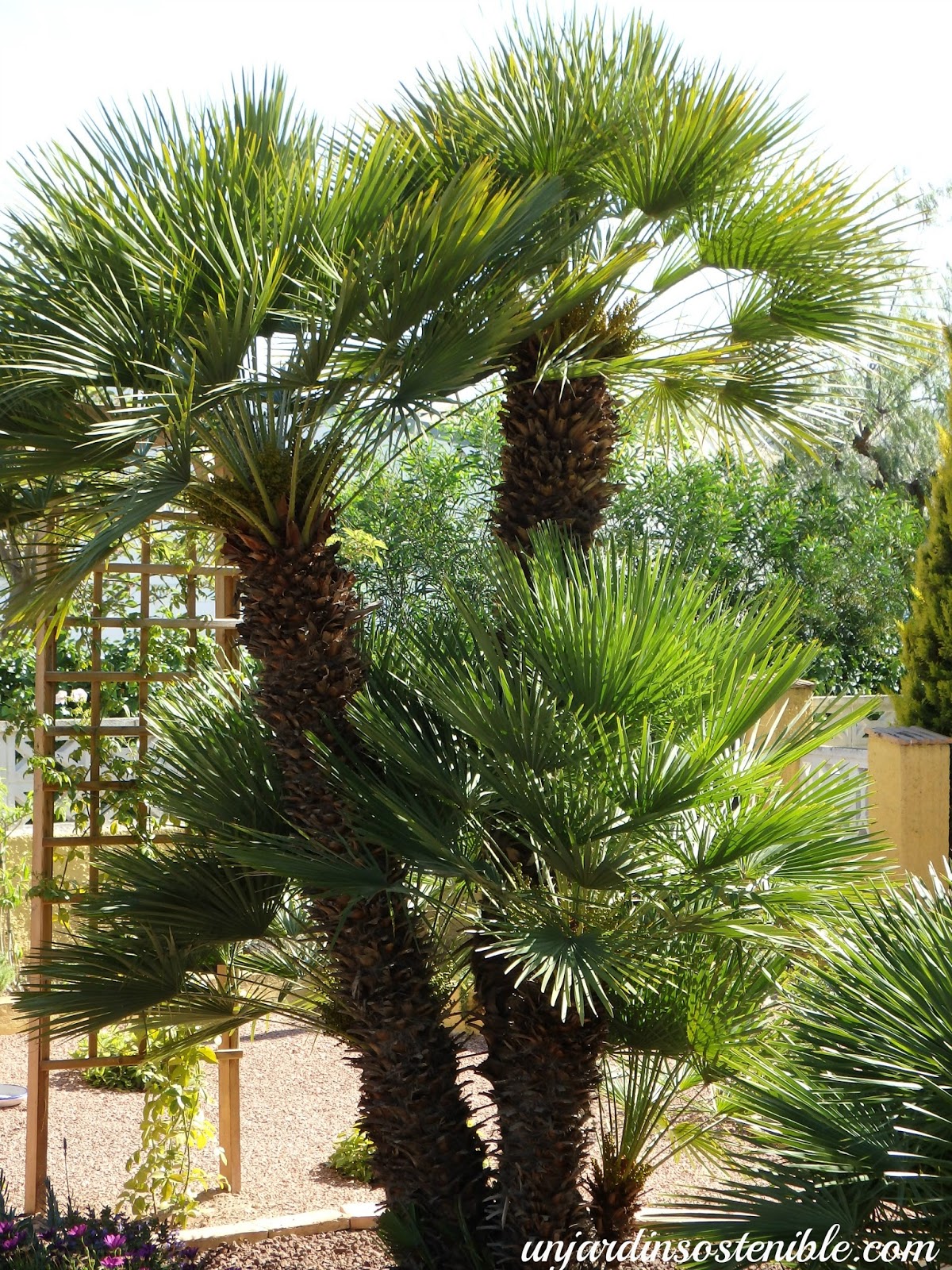 unjardinsostenible.com: Chamaerops humilis (Palmito, Palmito Europeo, etc.)