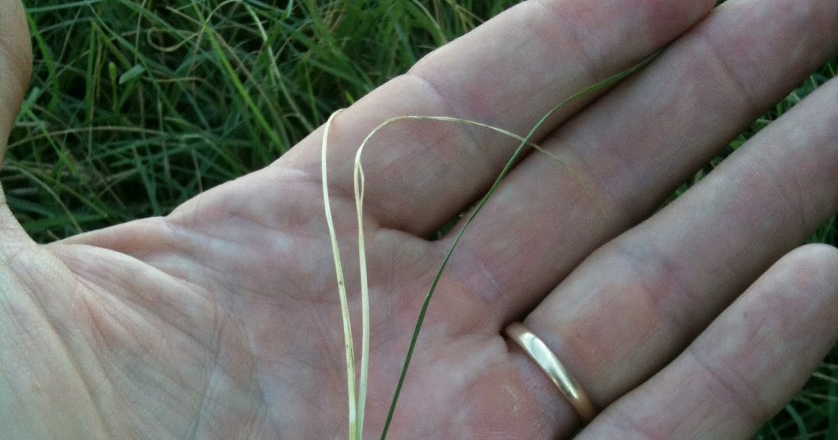 Topics in Agriculture: Bermudagrass Stem Maggot