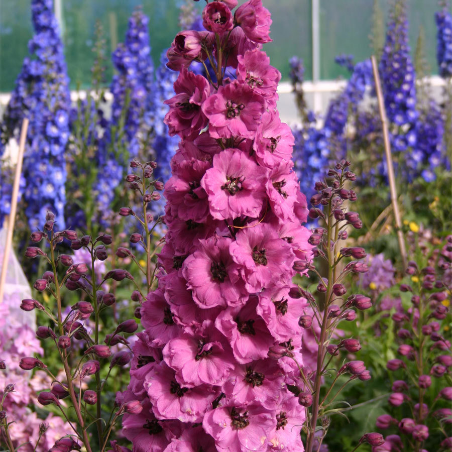 Flowers: Delphinium