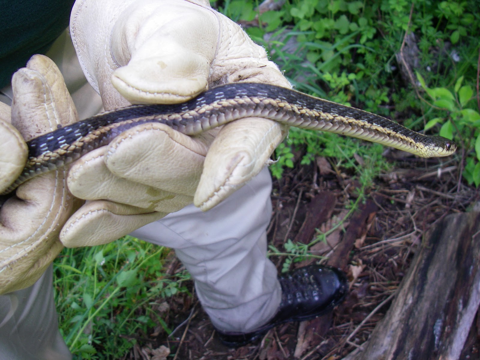 Wildlife Monitor: Results of Monthly Snake Cover Board Inspection