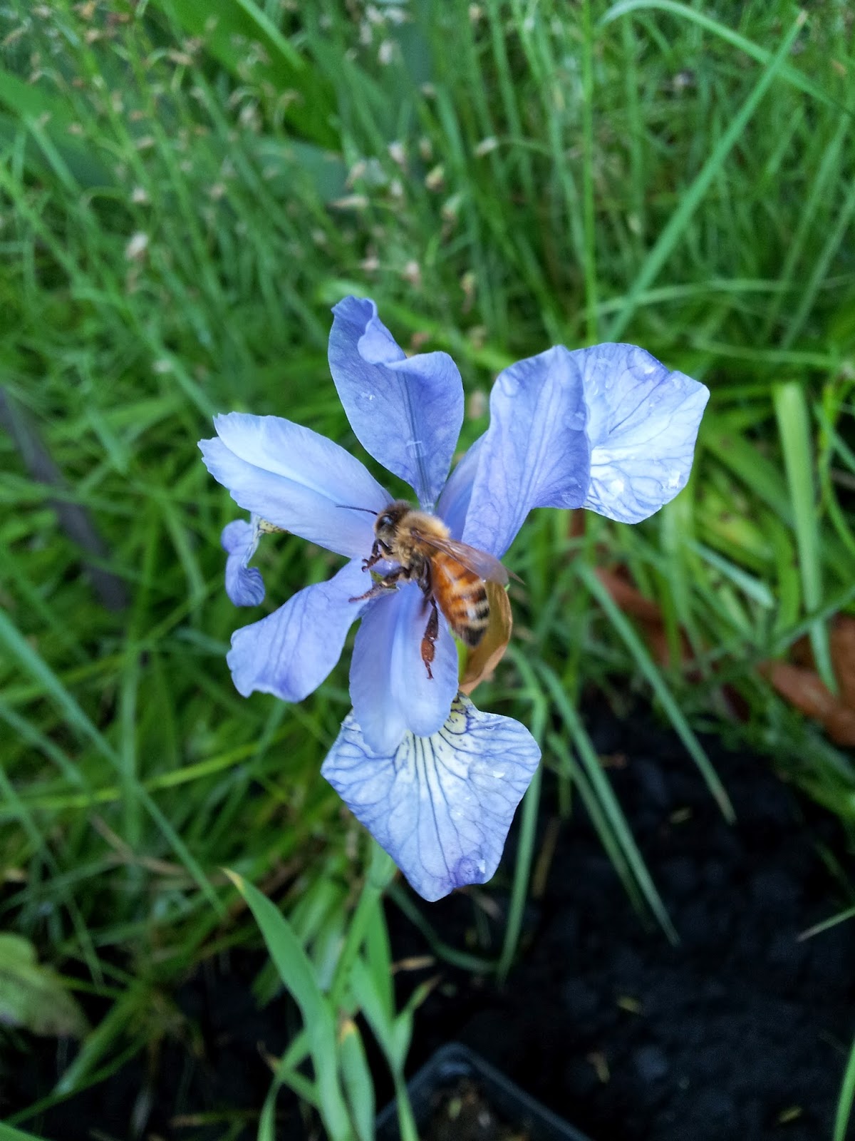 Queen Anne Bees: Black Pollen Arrives and the March of the Drones