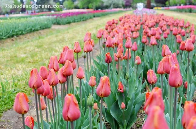 33 Shades of Green: A Walk Through the Tulips
