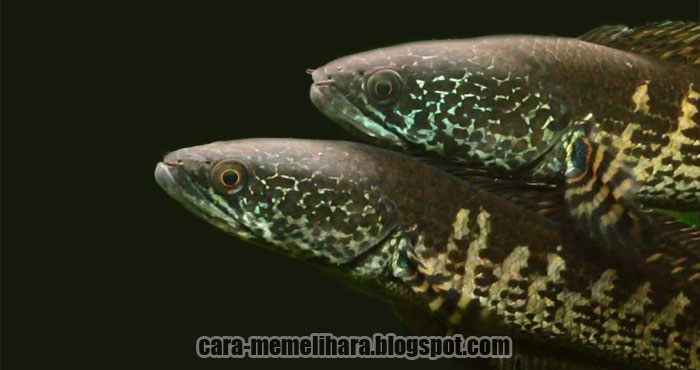 Membedakan Jantan dan Betina Ikan Gabus