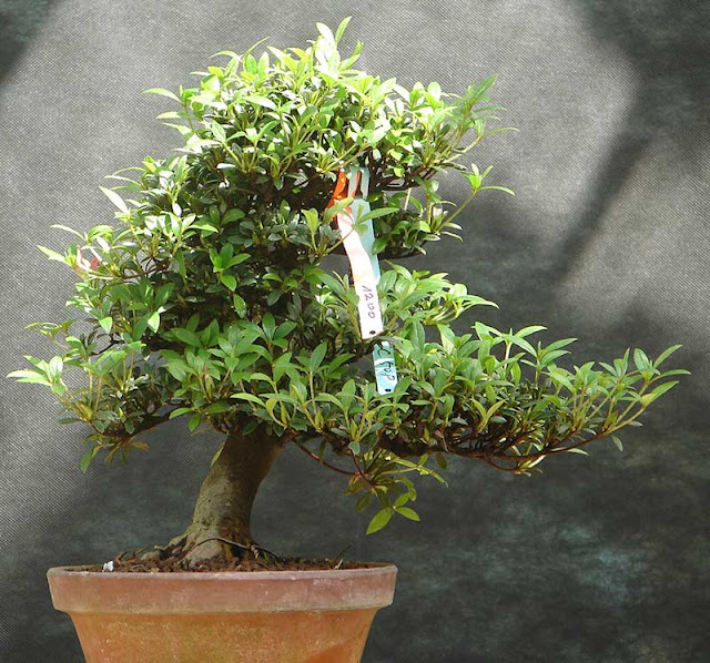 Walter Pall Bonsai Adventures: 30 Japanes trees for sale - German and ...