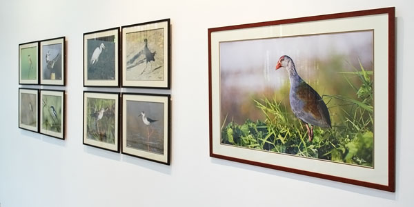 Romy Ocon's Wild Birds of the Philippines: Purchase Images