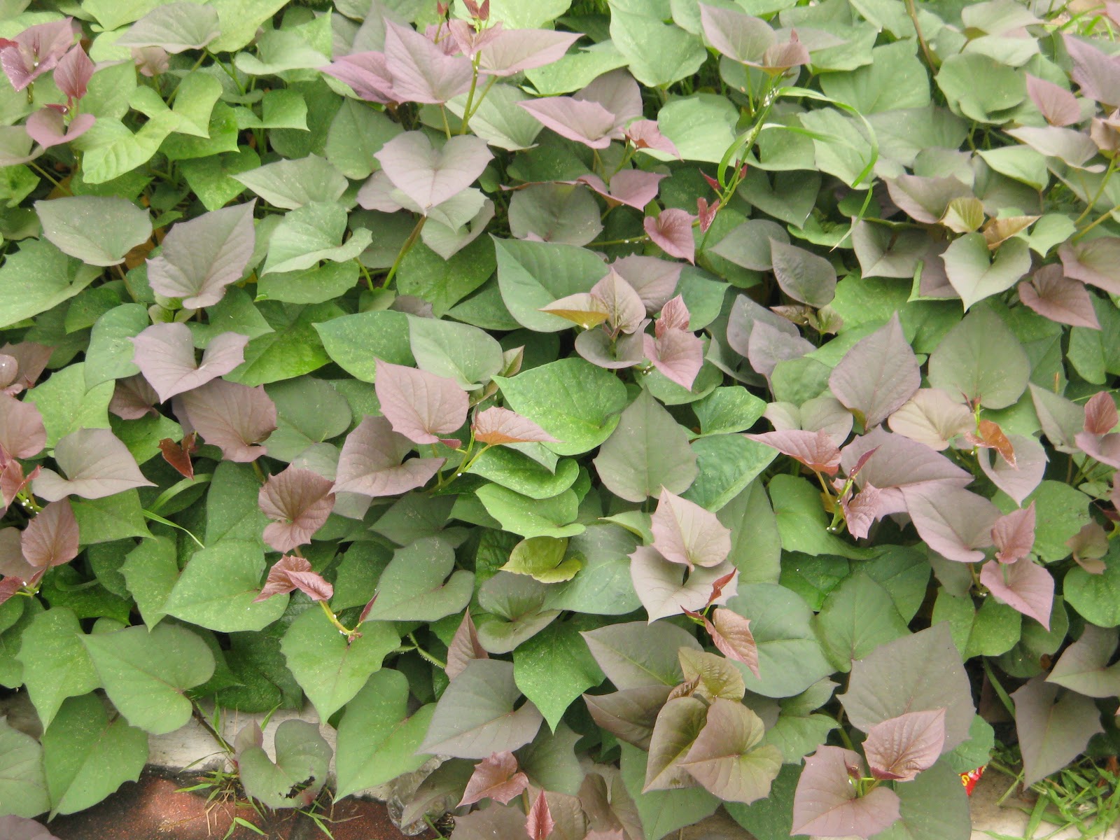 bucaio: Utong na Kamote