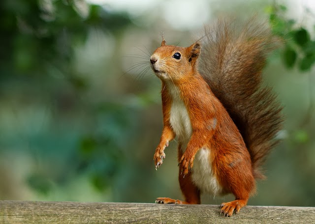 Red Squirrels Show Signs of Recovery from Deadly Poxvirus ~ Kuriositas
