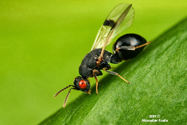 Variety of Life: Sycophila