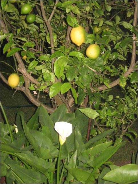 In en om die huis: Lemoen, Nartjie, Suurlemoen, Pomelo, Lemmetjie...