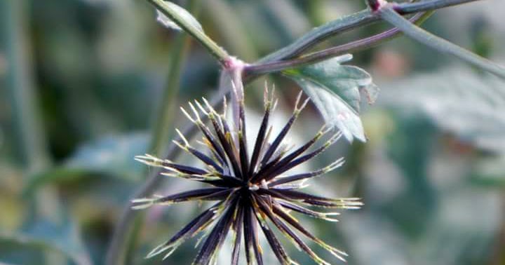 Jaime Ramos Méndez: Mundo natural en el Occidente de Michoacán ...