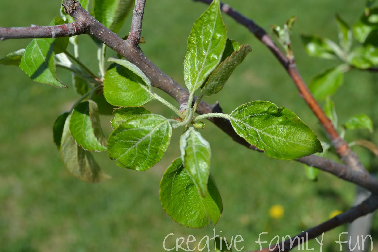 10 Ways to Explore Nature in Spring - Creative Family Fun
