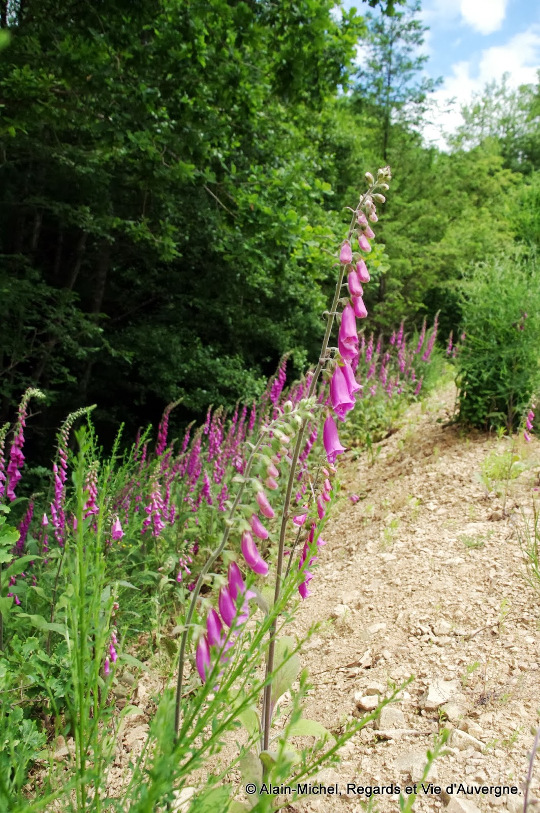 Les Digitales fleurs communes d'AuvergneRegards et Vie d'Auvergne