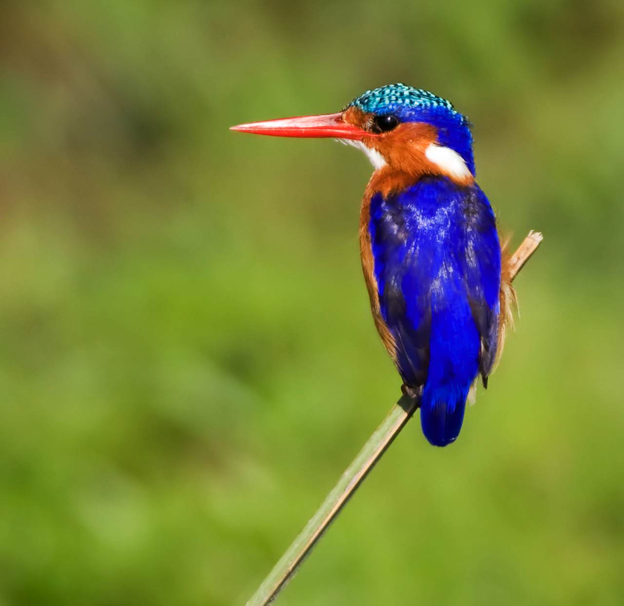 Get Much Information: birds 1