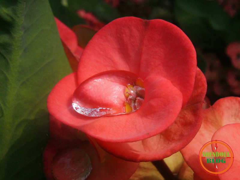 Sundul Langit: Embun Pagi di Atas bunga Merah