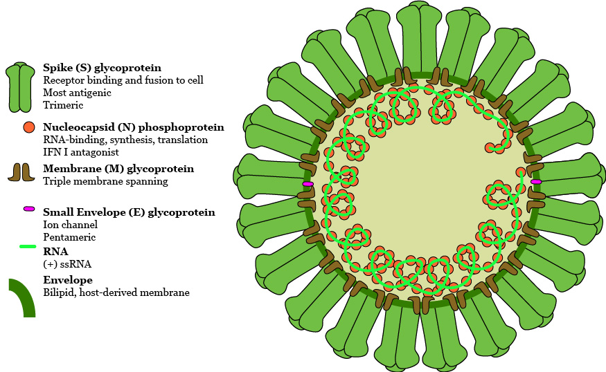 VDU's blog: MERS-CoV in the blood....