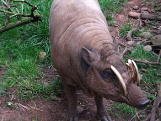 Babirusa