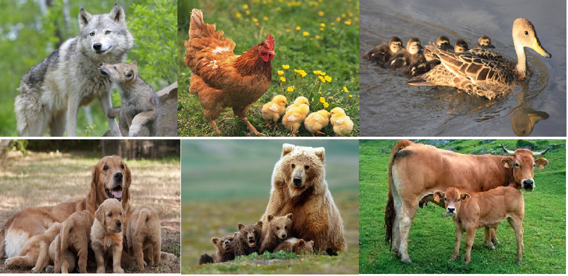 Animales y sus crías.