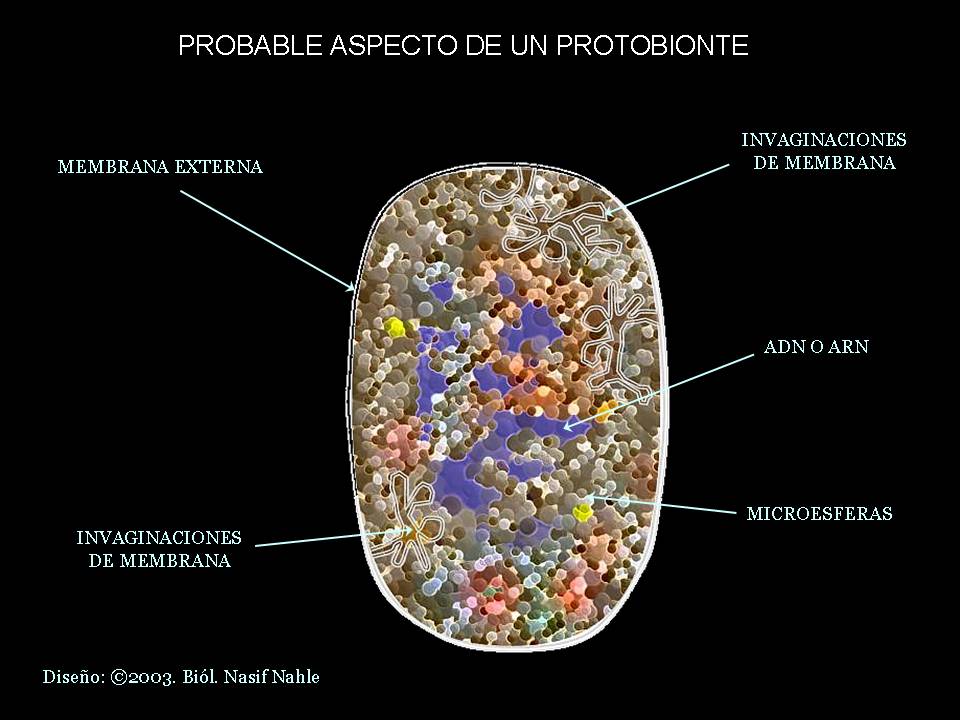 el origen de la vida: Primeras explicaciones