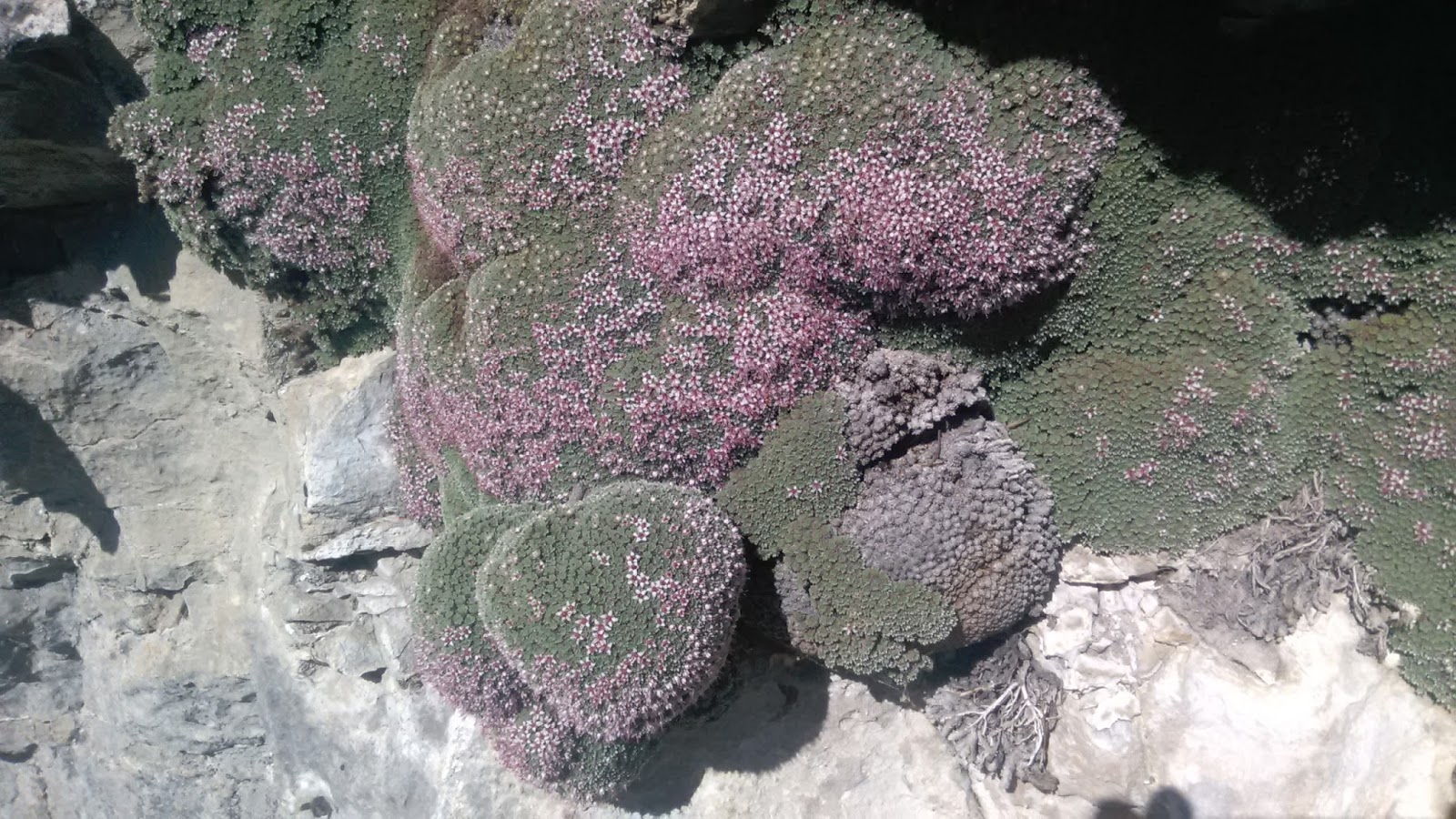 Out there with Tom: Finding the rare Kelseya rose in bloom