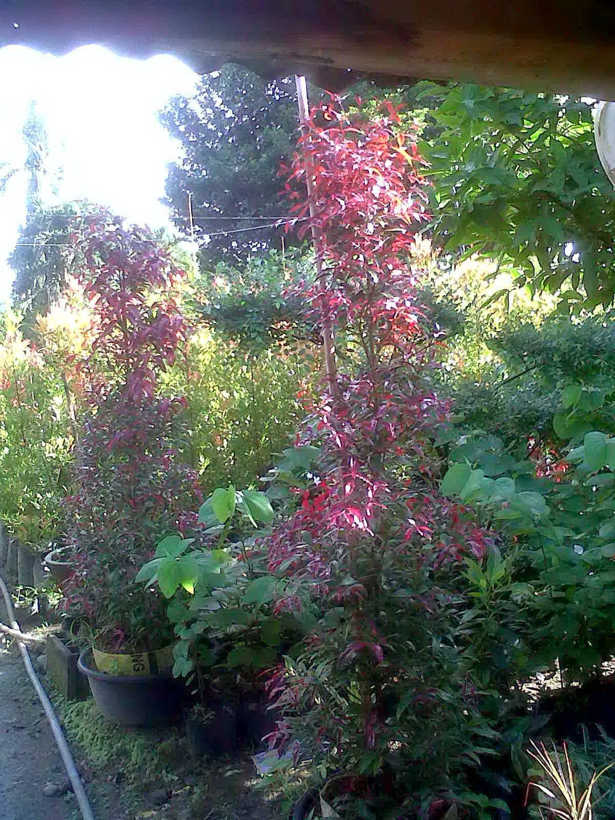 Bunga Pucuk Maron ~ Menjual Jenis: Bunga,Pohon,Buah